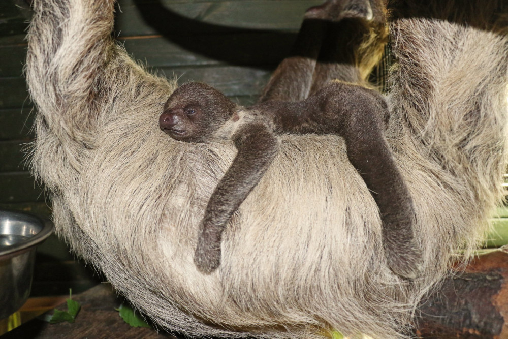 FOTO: Lenochodi v jihlavské zoo mají třítýdenní mládě. Pavilon je pro ...