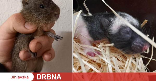 Jihlavská zoo přivítala první letošní mláďata, činili se hlodavci