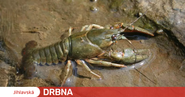 V obnoveném mokřadu na Žďársku se usadil kriticky ohrožený rak říční ...