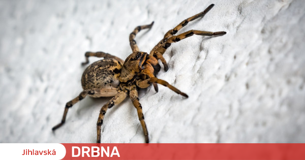 Řidička se lekla pavouka na palubní desce a narazila do sloupu. Se ...