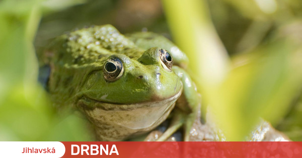 U rybníka na Třebíčsku budou žáby před auty chránit trvalé zábrany u ...