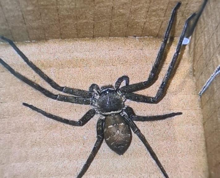 Šok pro prodavačku v Moravských Budějovicích. V krabici s nádobím ...