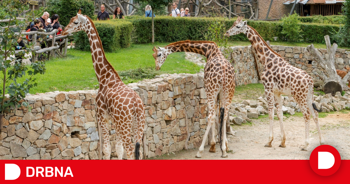 VIDEO: Ven pomalými krůčky. Žirafí samci v Zoo Jihlava už se ukazují lidem