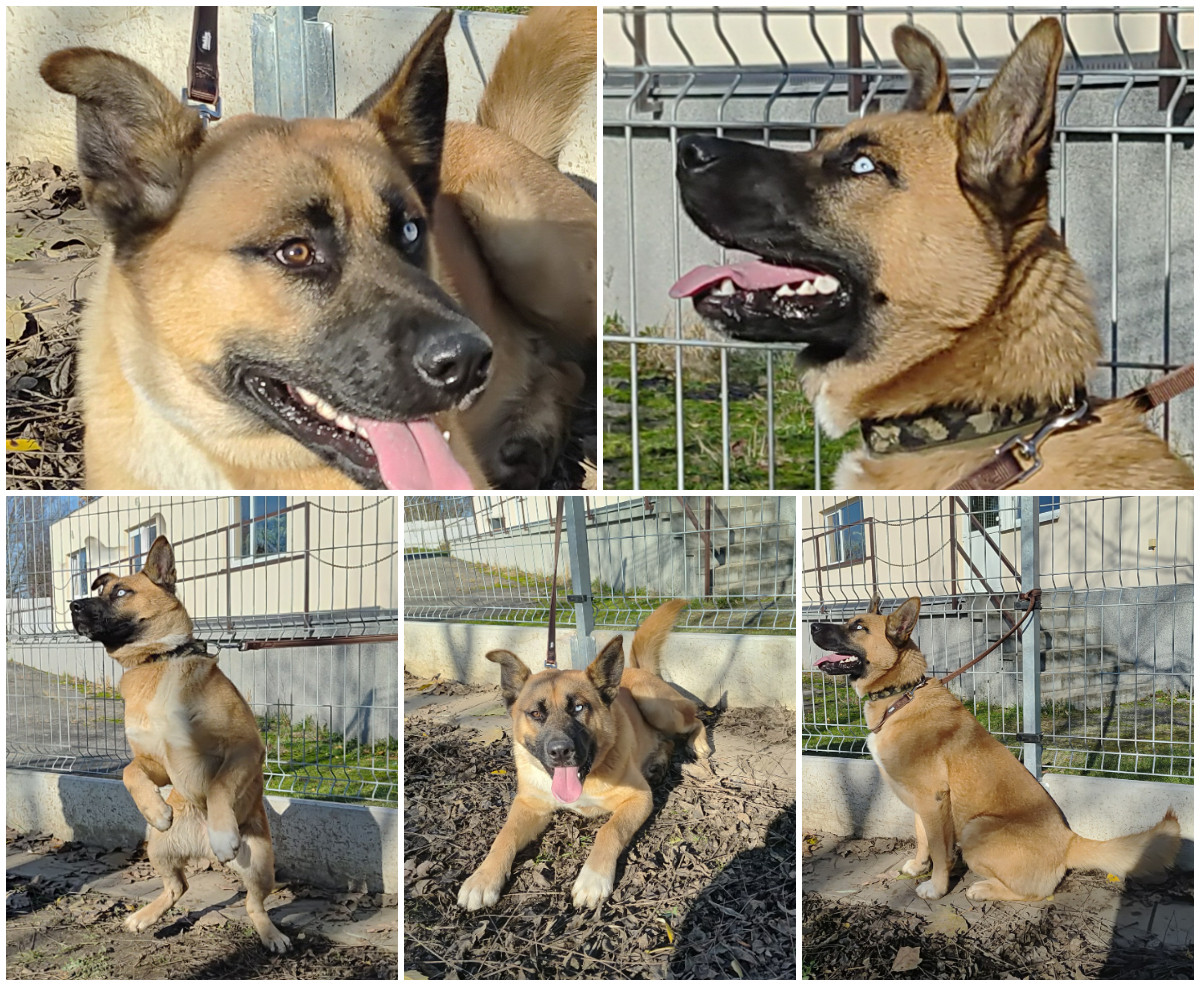 HLEDÁME PÁNÍČKA: Akční štěně Olaf bude oddaným parťákem. Našli ho na ulici