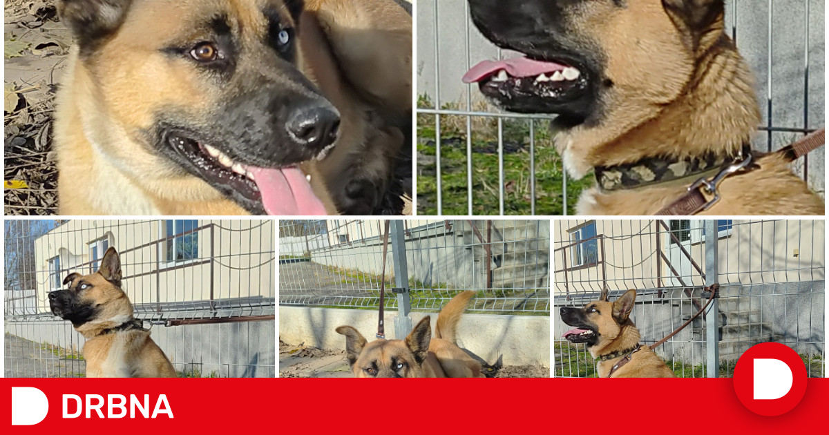 HLEDÁME PÁNÍČKA: Akční štěně Olaf bude oddaným parťákem. Našli ho na ...